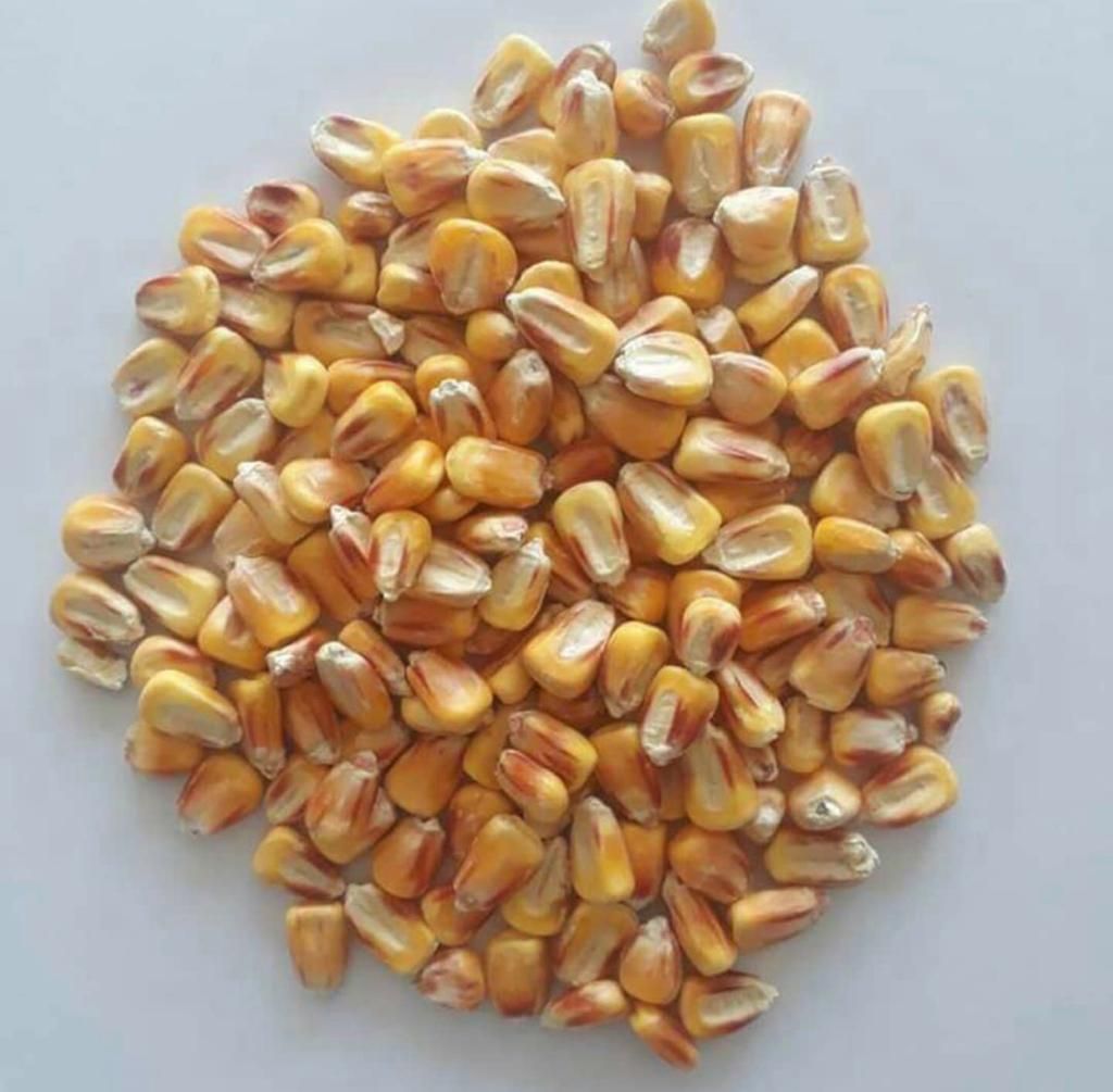 Buy Animal Feed Yellow Corn from EXG SP ZOO, Poland | Tradewheel.com