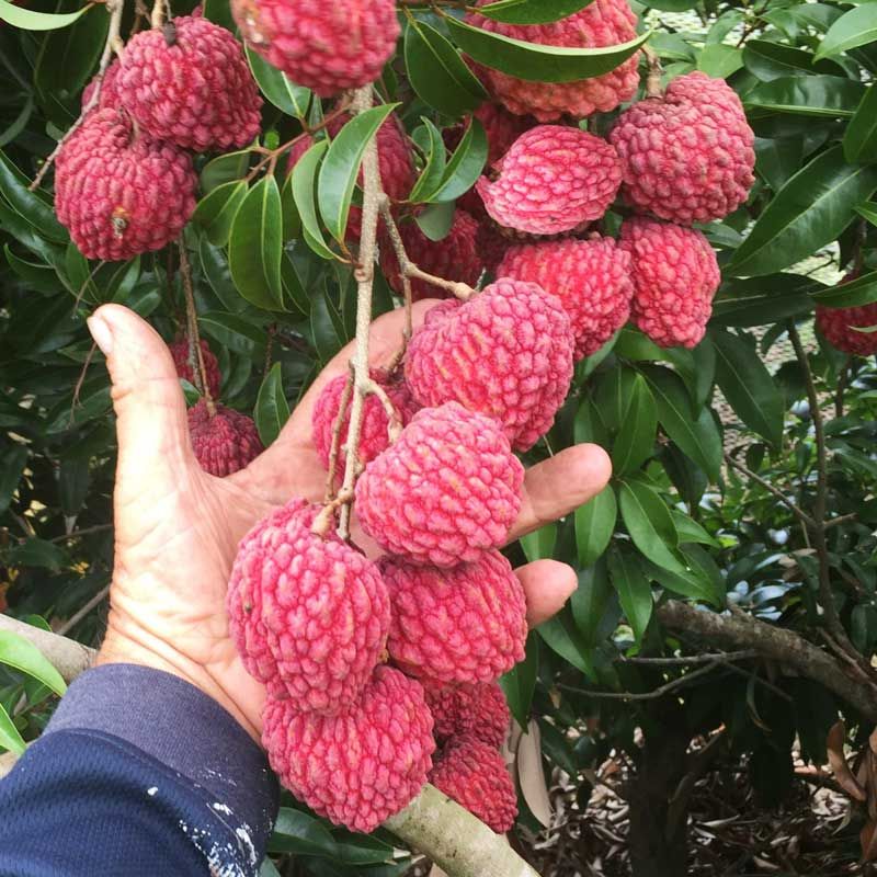 Buy High Quality Fresh Lychee Fruit For Sale from Bright Future ...