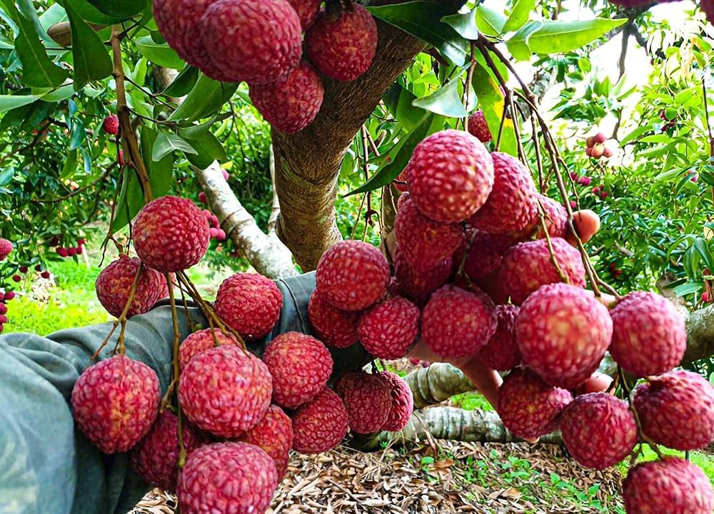 Buy High Quality Fresh Lychee Fruit For Sale from Bright Future ...