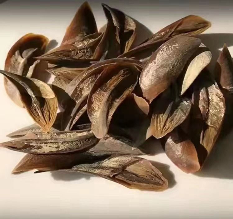 Buy Seashell Murex Operculum / Shell Bone Making Incense from Yiwu ...