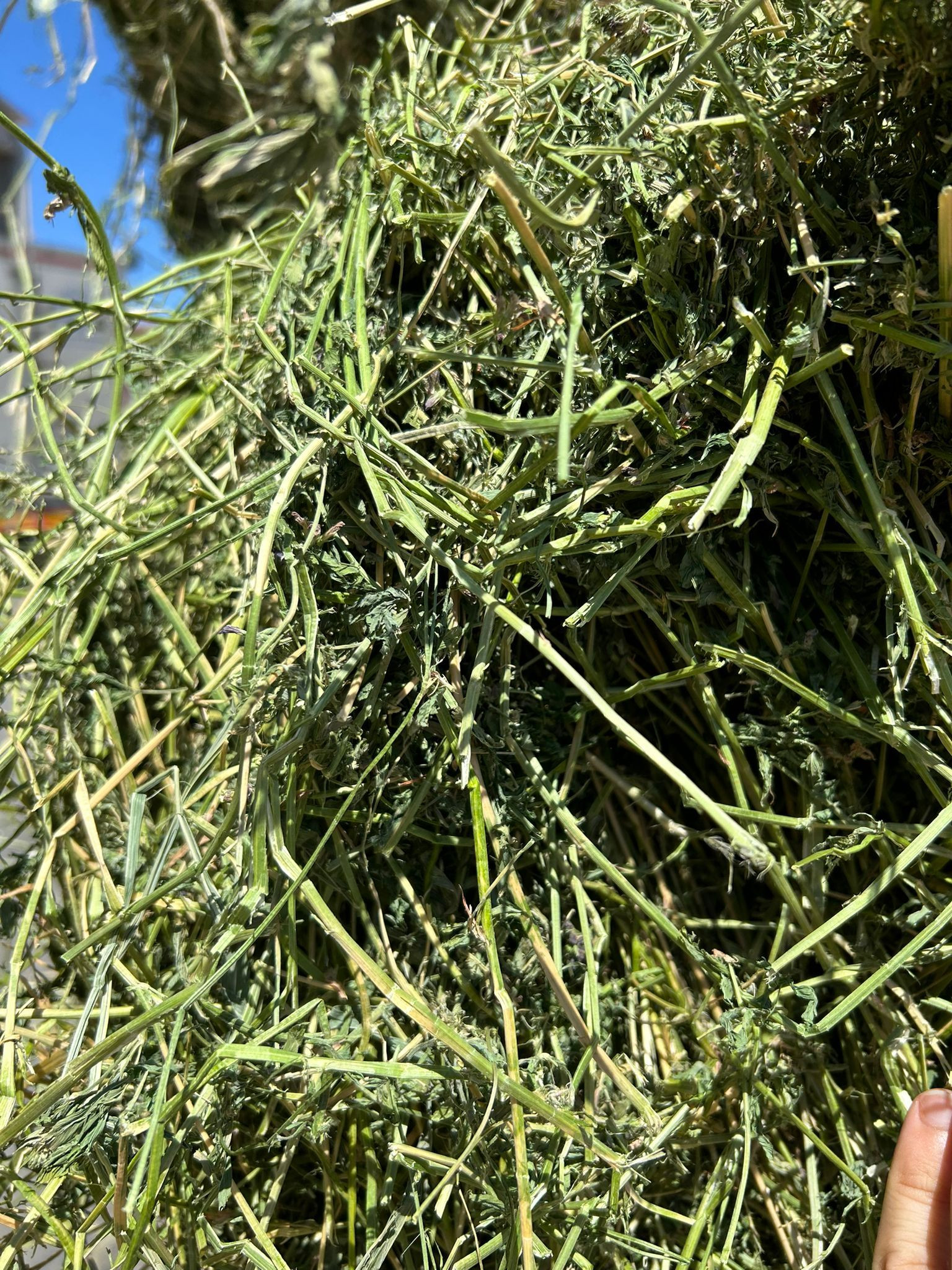 Buy Sun Dried Alfalfa from Farratges Nabau, Spain | Tradewheel.com