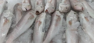 Buy New Season Frozen White Horse Head Fish For Sale from Bright Future ...