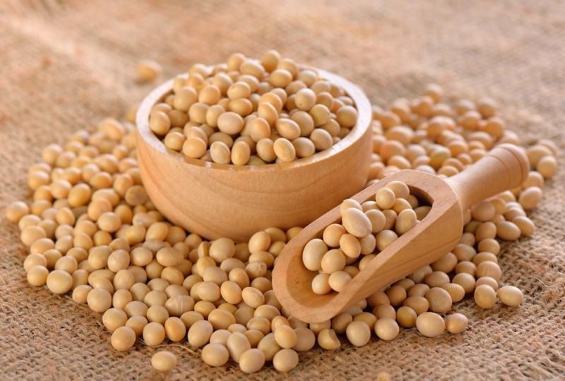 Buy Soybeans from SANSKAR DADASAHEB NIKAM, India | Tradewheel.com