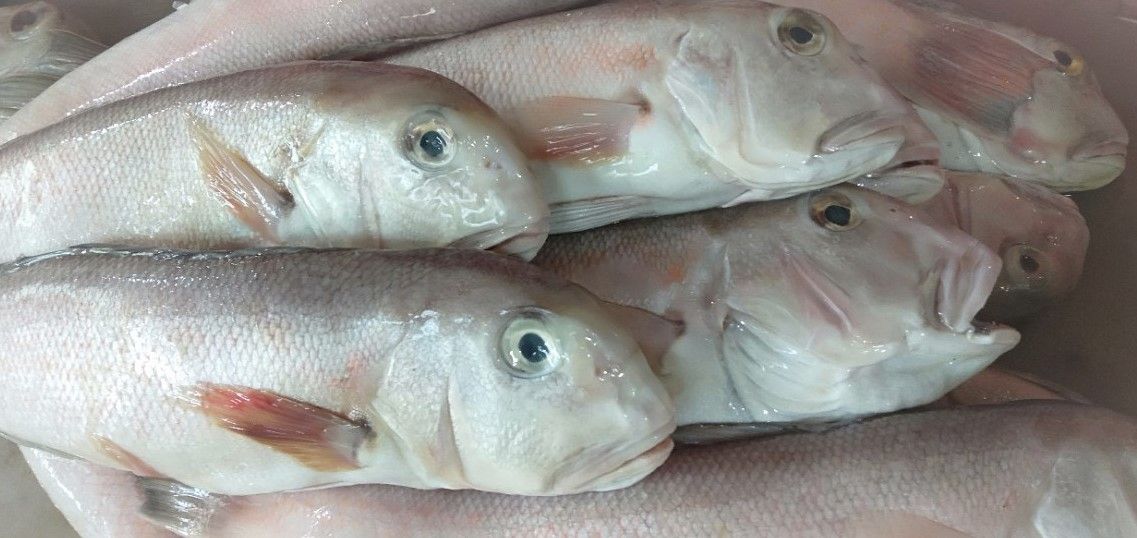 Buy New Season Frozen White Horse Head Fish For Sale from Bright Future ...