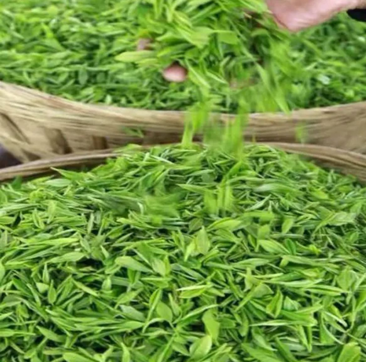 Buy Wholesale Green Tea Premium Quality from Meina Wholesale, China ...