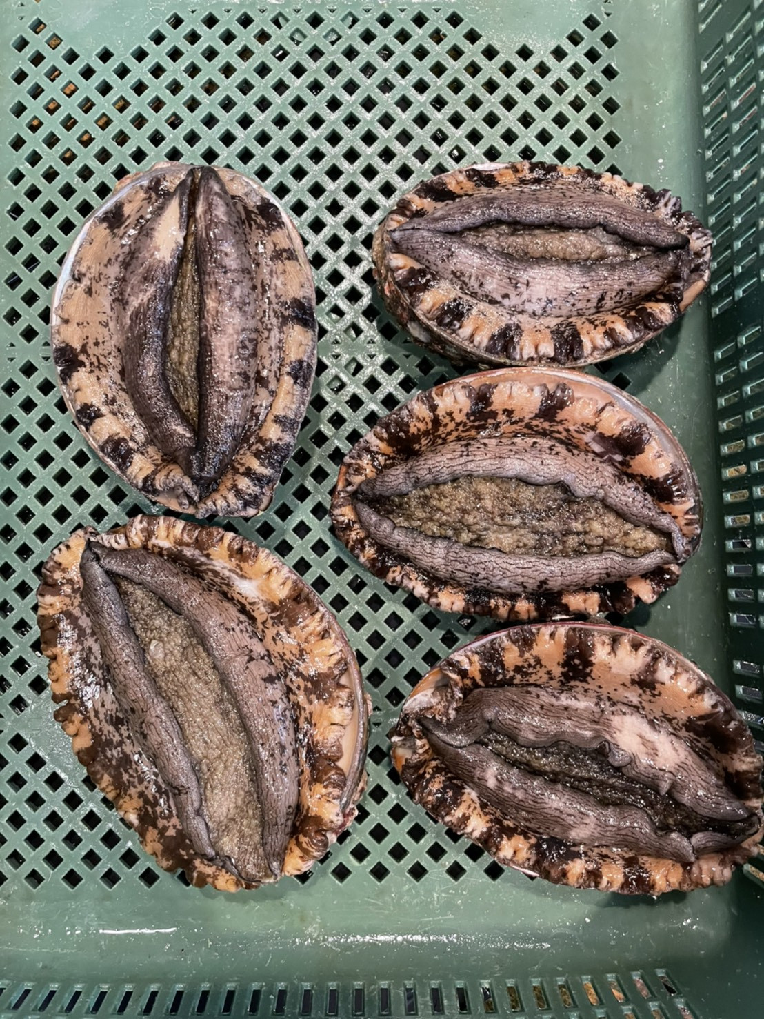 Buy Abalone High-end Ecologically Friendly Fresh Fish Seafood Shellfish ...