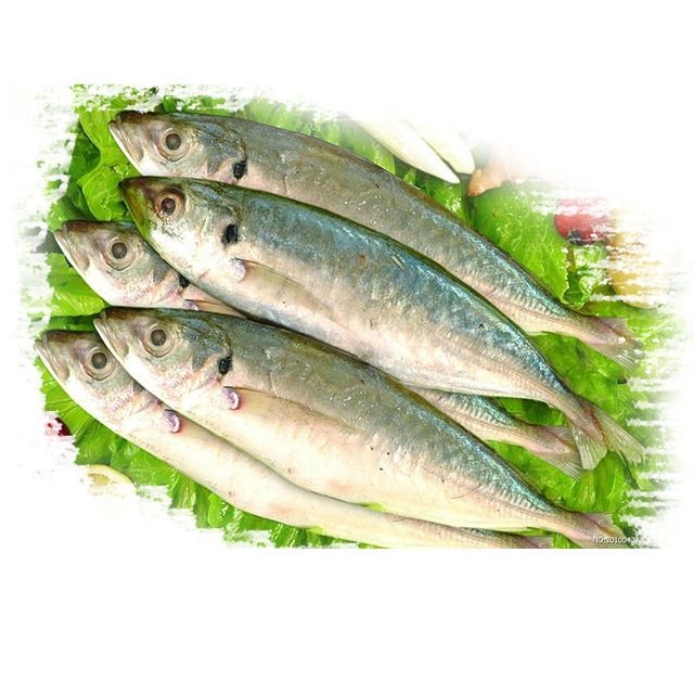 Buy Frozen Pacific Mackerel Fish from Emmanuel Tchatchwa, Belgium ...