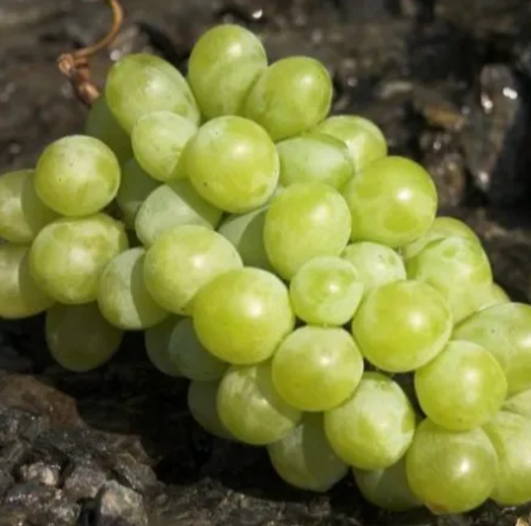 Buy Fresh Seedless Grapes from Landove International Exports (Pty) Ltd, South Africa ...