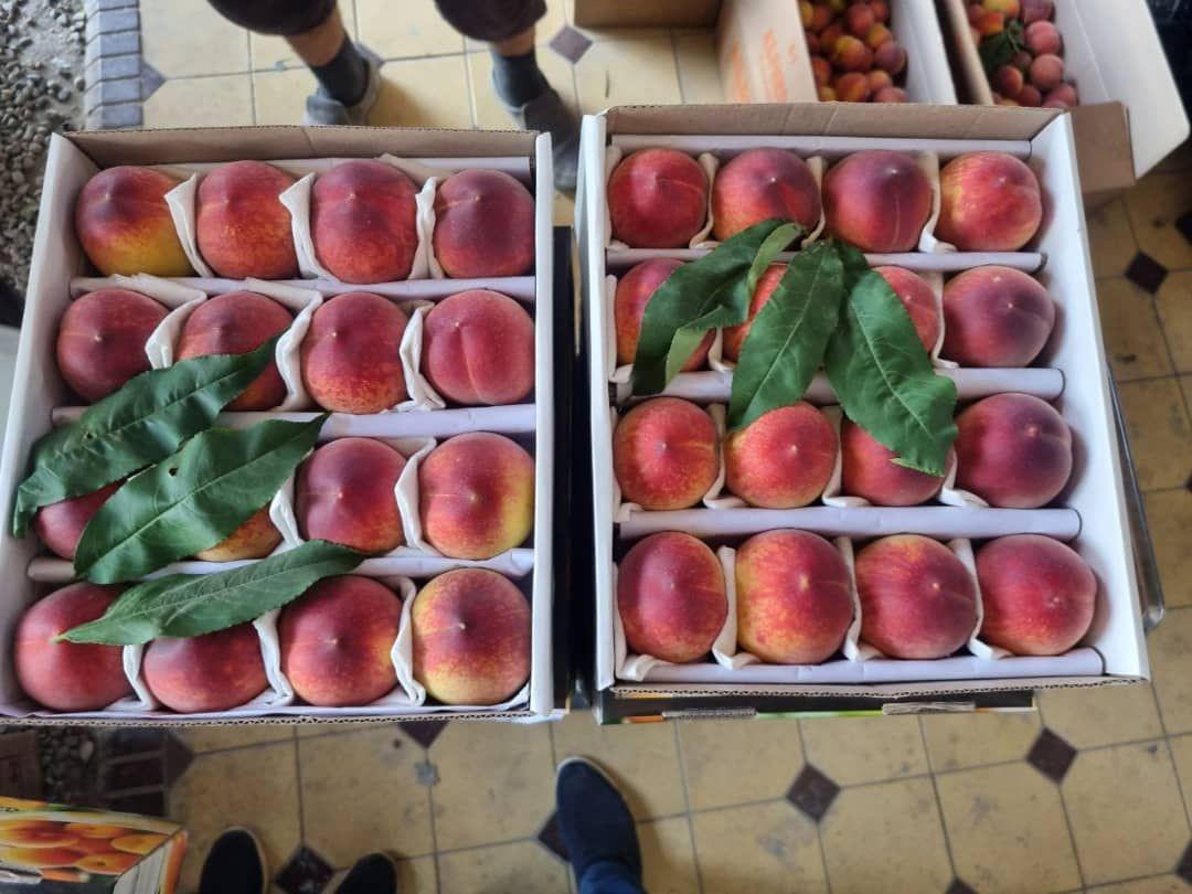 Buy Peaches from world import export onion, Uzbekistan | Tradewheel.com