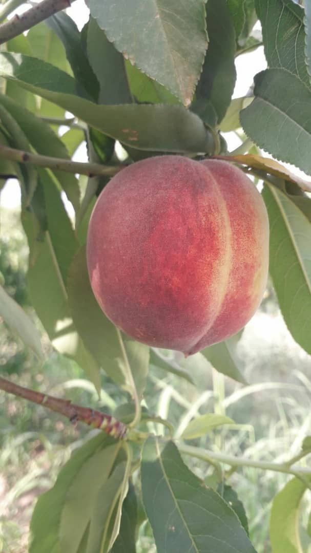 Buy Peaches from world import export onion, Uzbekistan | Tradewheel.com