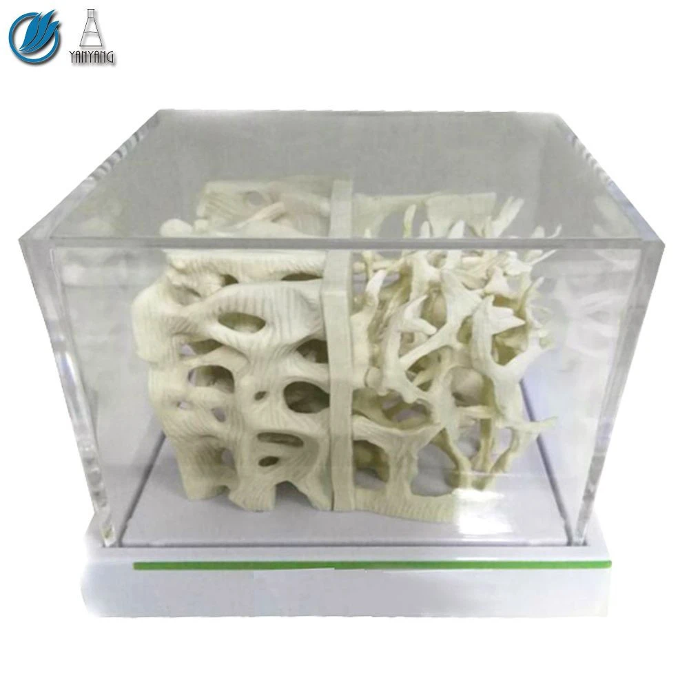 Buy Human Medical Anatomical Pvc Bone Density Model from ryan, China ...