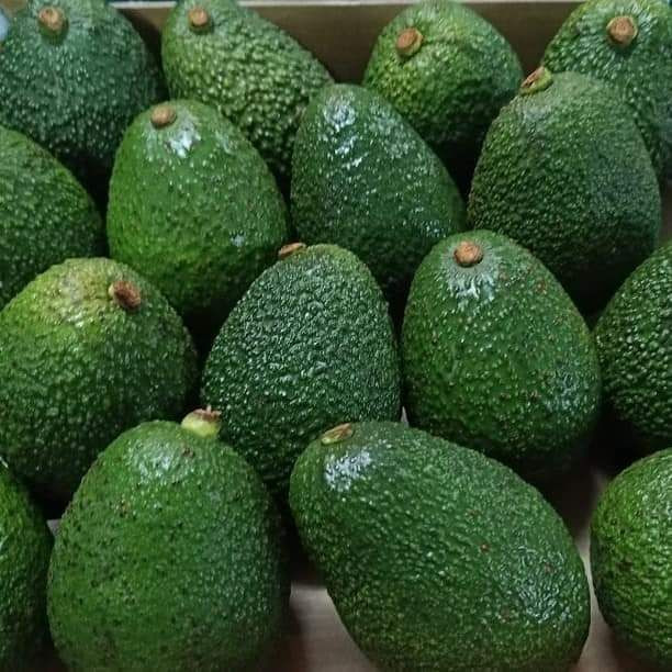 Buy High Quality Fresh Fruit Avocados Available For Sale At Low Price ...