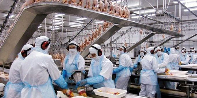 Buy Wholesales Of Frozen Chicken from SearaAlim, Brazil | Tradewheel.com