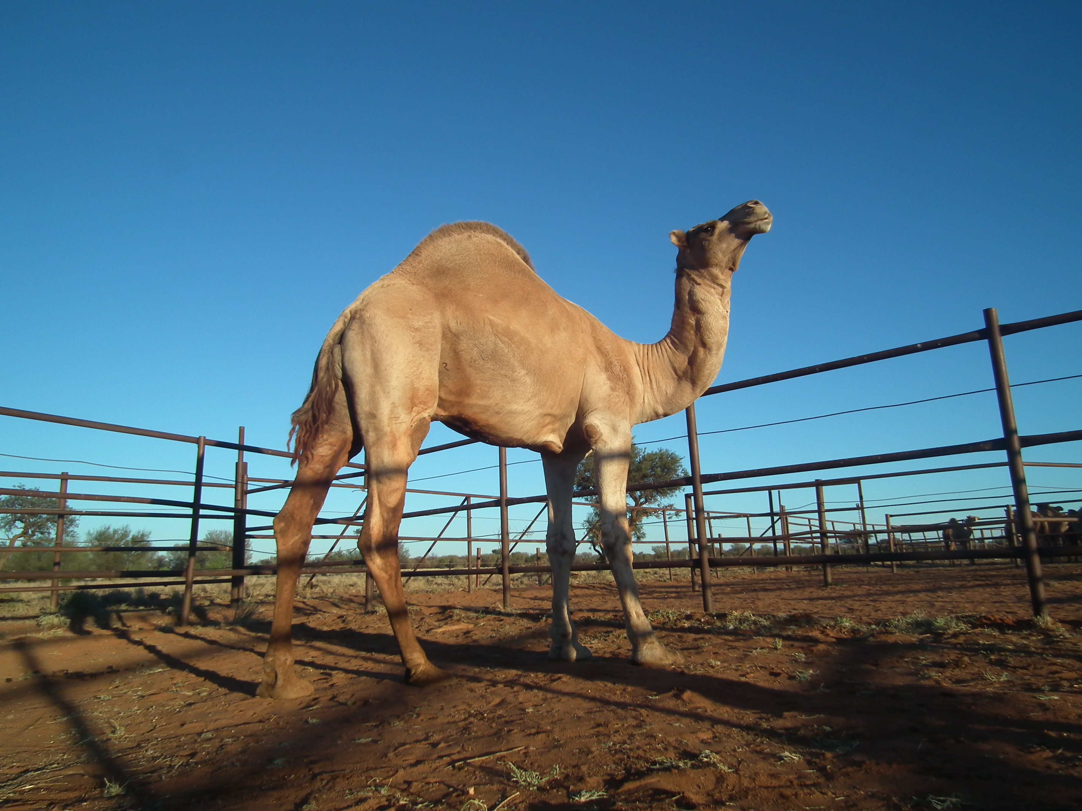 Buy Australian Free Ranged Camel from Camel Export Australia, Australia ...