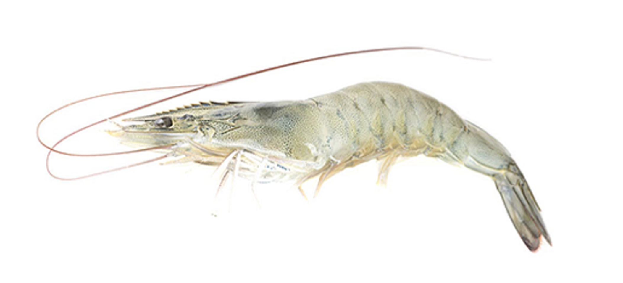 Buy Indian White Prawn from Friends International, Pakistan ...
