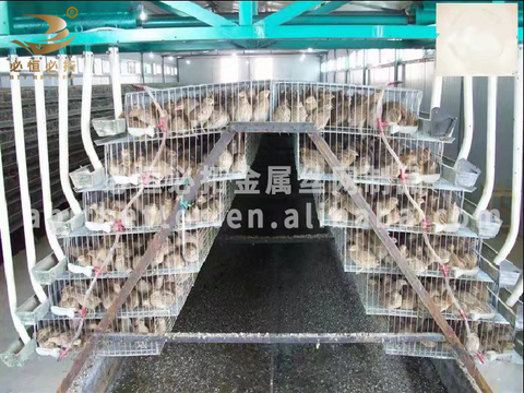 Buy 2021 High-carbon Wire Quail Cage For Lay Hen For Quail Breeding For ...