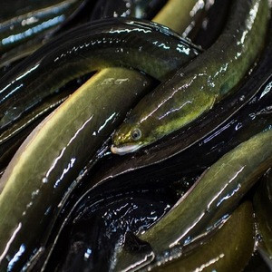 Buy High Quality Live Eel Fish Wholesaler With Chap Price from SIX ...