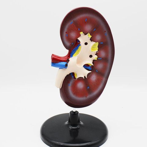 Buy Kidney Anatomy Magnified Model Kidney Model Human Internal Organs ...