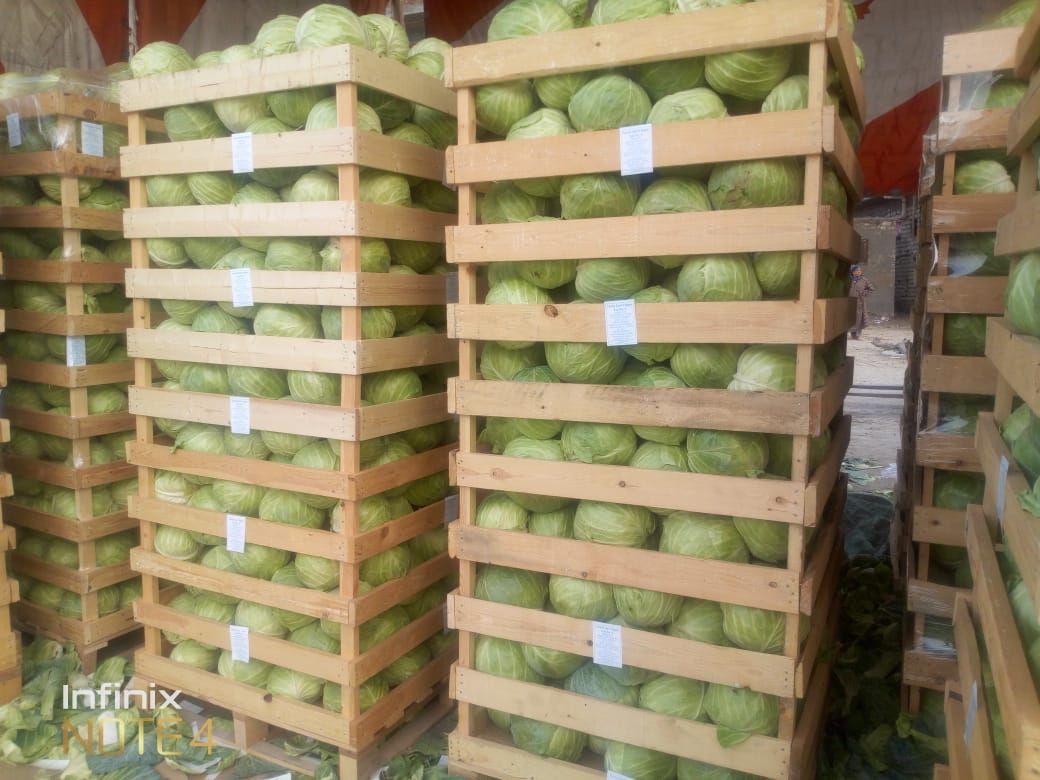 Buy Fresh Cabbage from kemet farms, Egypt | Tradewheel.com