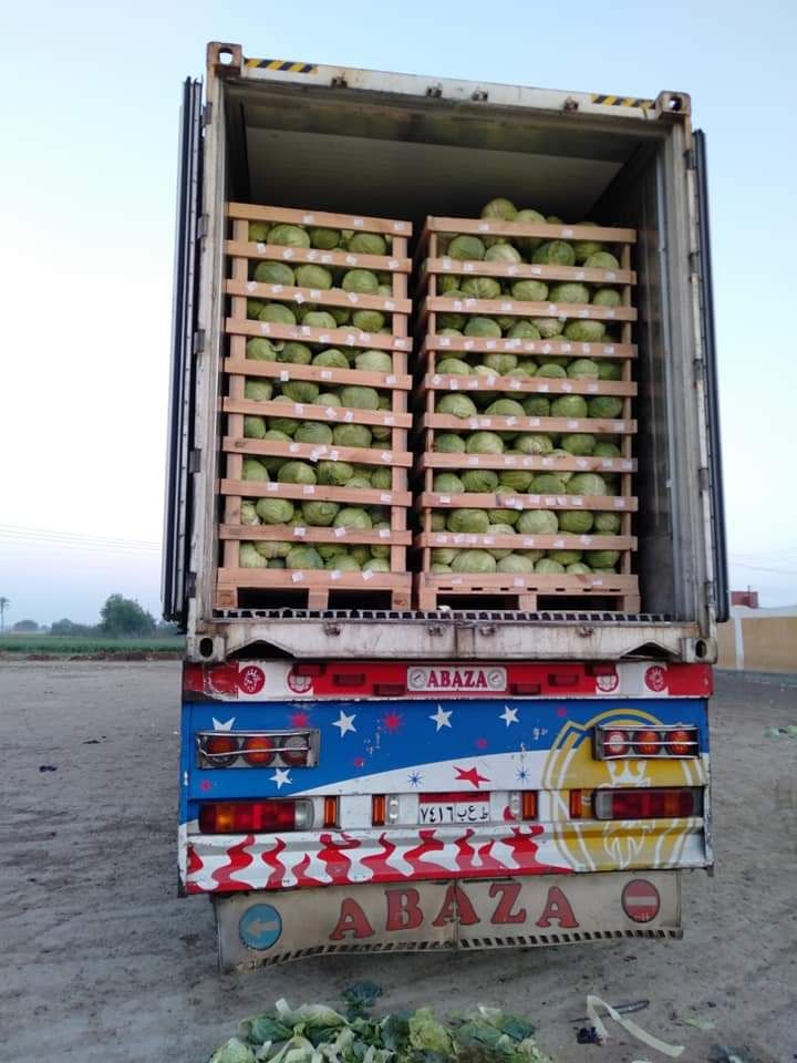 Buy Fresh Cabbage from kemet farms, Egypt | Tradewheel.com
