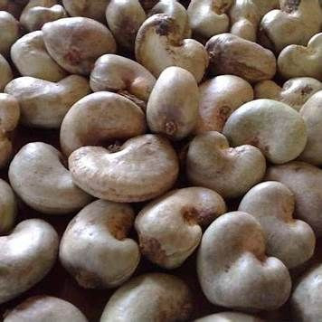 Buy Ghana Raw Cashew Nuts from Prince Logistics International, India ...