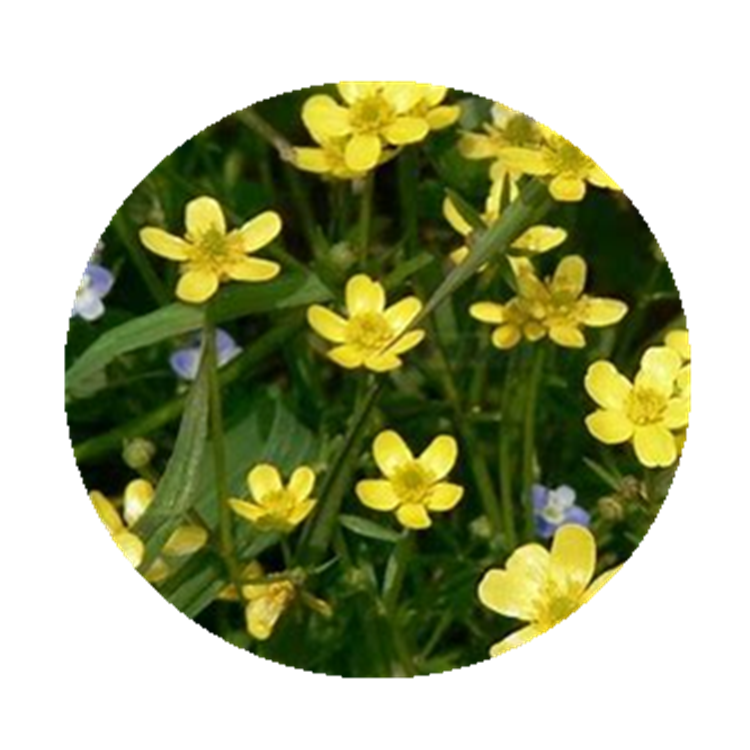 Buy Ranunculus Ternatus Thunb from Xi'an DN Biology Co.,Ltd, China ...