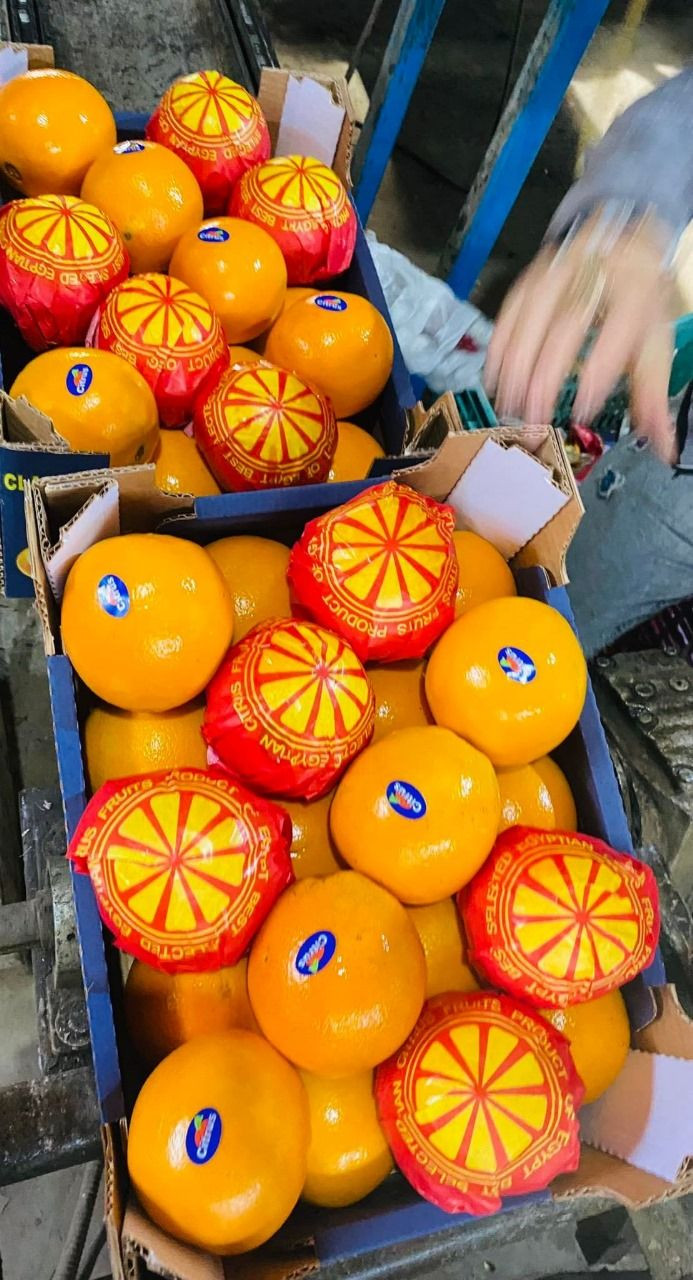 Buy Orange from FAIR GROUP, Egypt | Tradewheel.com