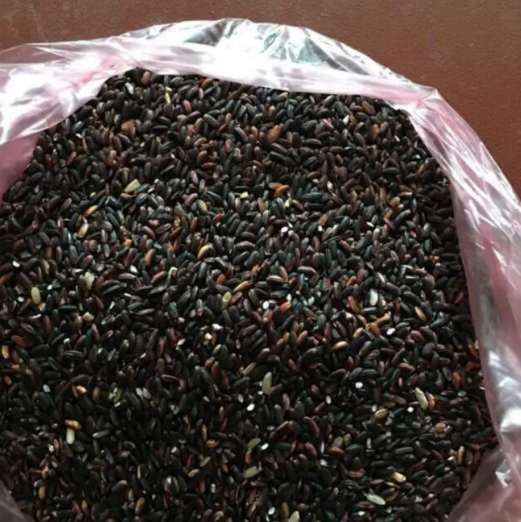 Buy Premium Quality Black Rice//sticky Rice// Glutinous Rice Bulk For ...