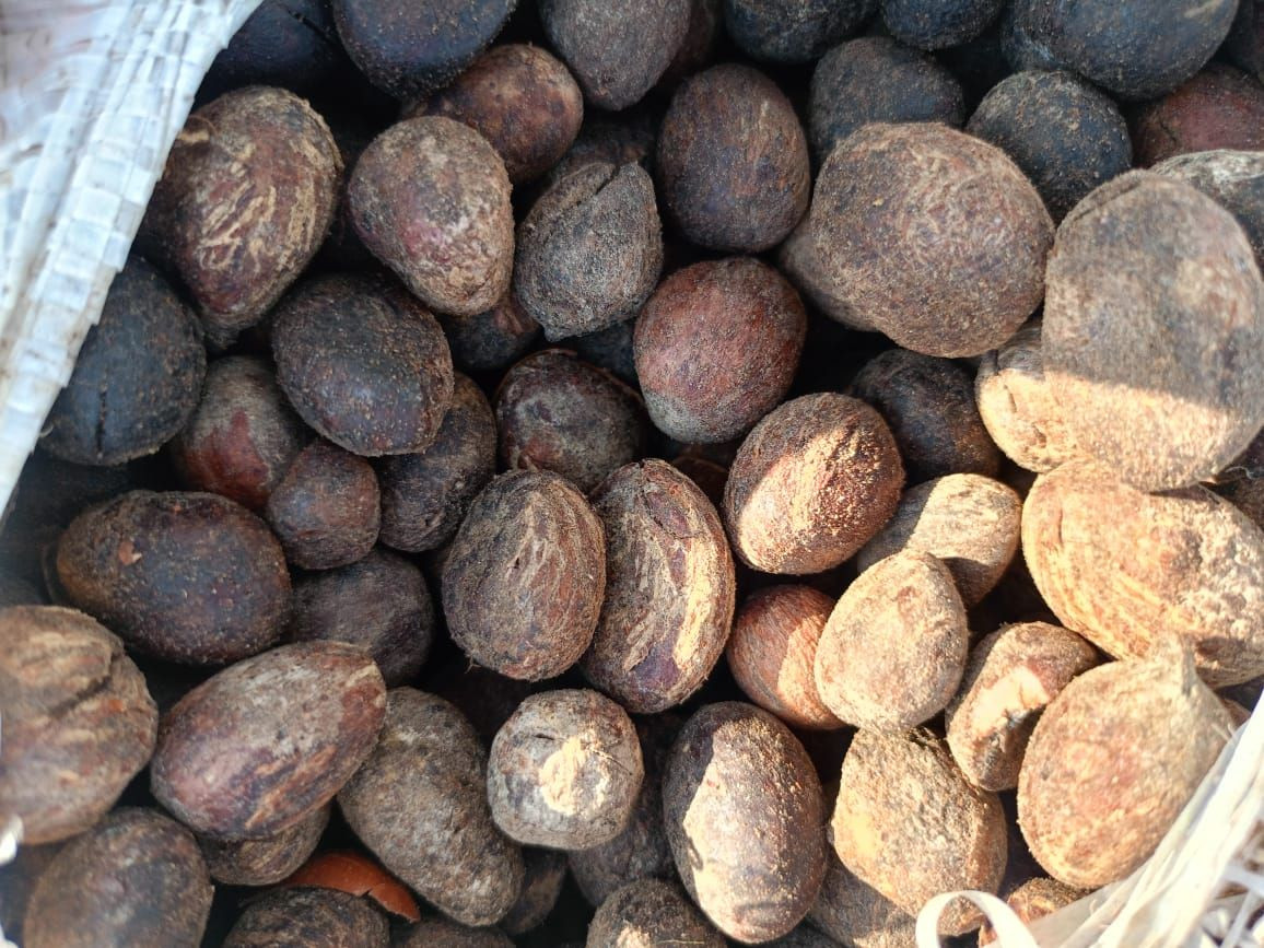 Buy Shea Nuts from SHOOLIN OVERSEAS FZE, United Arab Emirates ...