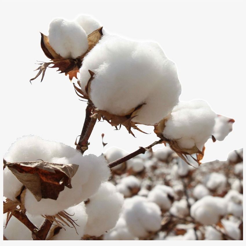 Buy 100% Recycled Cotton Fiber Waste / White Cotton Yarn Waste from ...