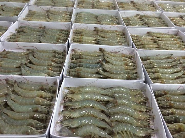 Buy Black Tiger Shrimp Bulk Supplier Providing Wholesale Shrimp For ...