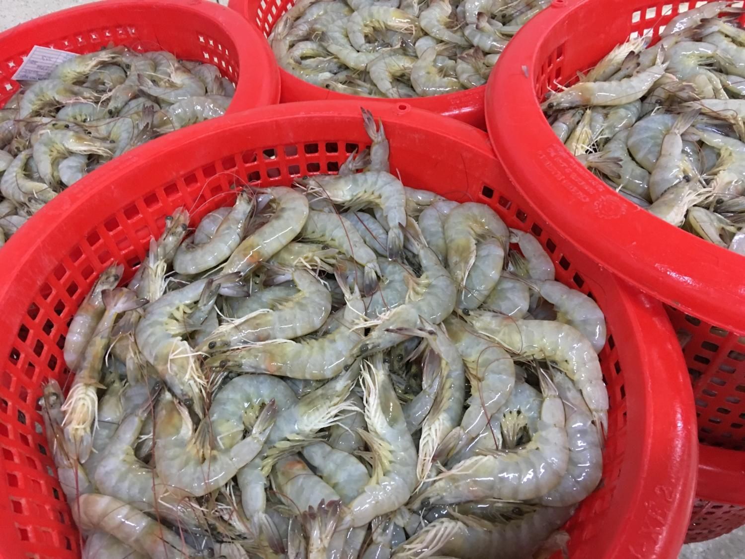 Buy Black Tiger Shrimp Bulk Supplier Providing Wholesale Shrimp For ...