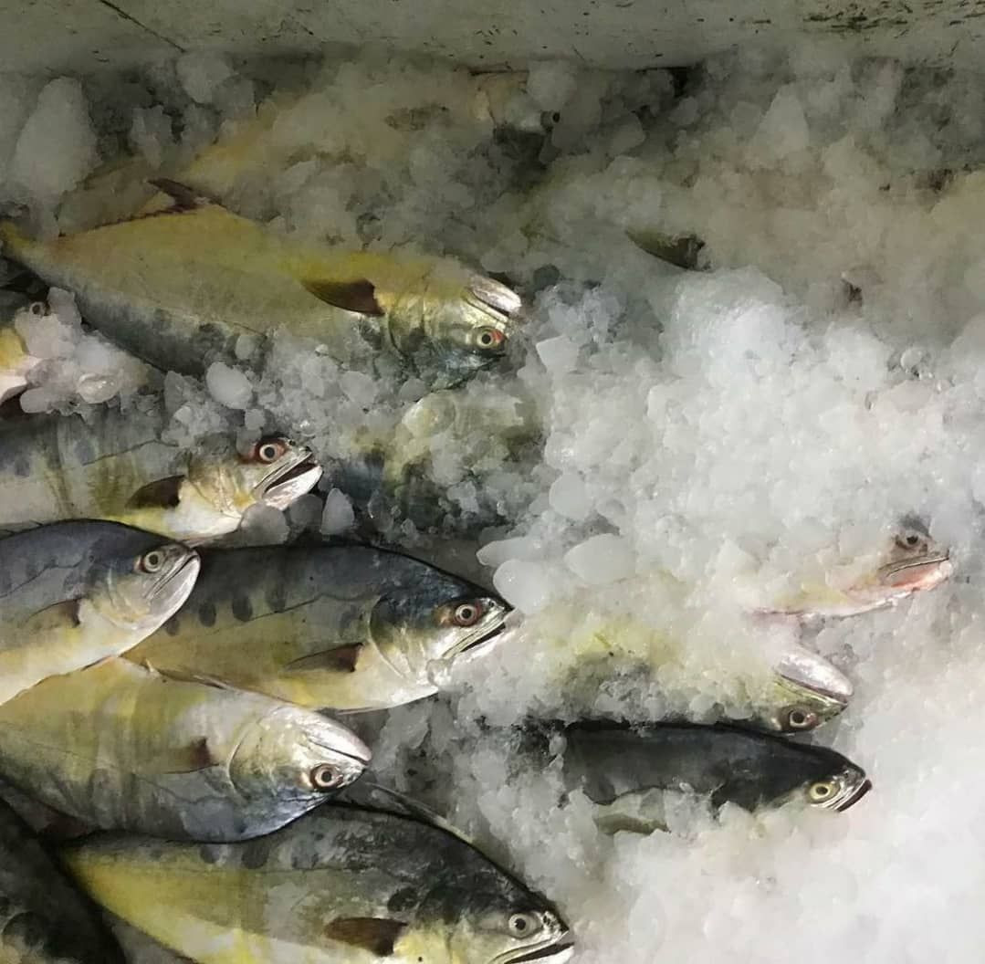 Buy Frozen Queen Fish from Dornika, Iran | Tradewheel.com