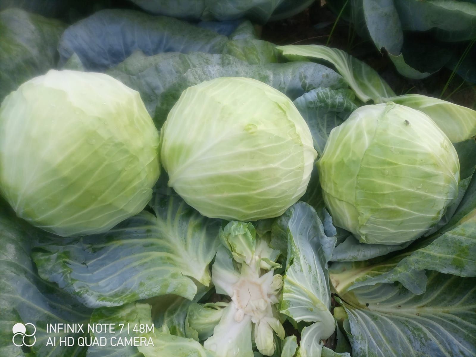Buy Fresh Cabbage from kemet farms, Egypt | Tradewheel.com