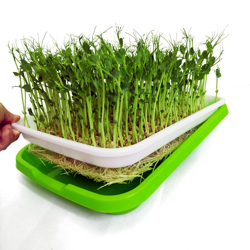 Buy Automatic Water Control Seedling Tray, Hydroponic Sprouts Planting ...