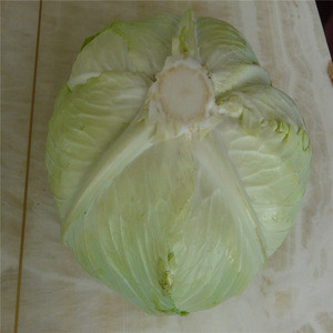 Buy Fresh Green Round Cabbage from Jining New Silk Road Food Co., Ltd ...