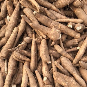 Buy High Quality Fresh Cassava Tapioca For Sale from CHAOPHRAYA PEUTRAI ...
