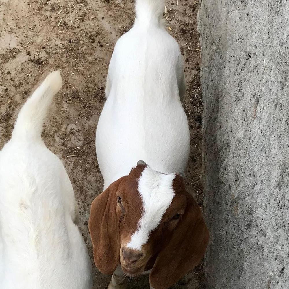 Buy Live Pure Breed Boer Goat from KOFONS BUSINESS SOLUTIONS PTY LTD ...