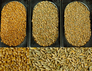 Buy Organic Feed Rye From Ukraine from LUKARDIS ESTABLISHMENT, LLC ...