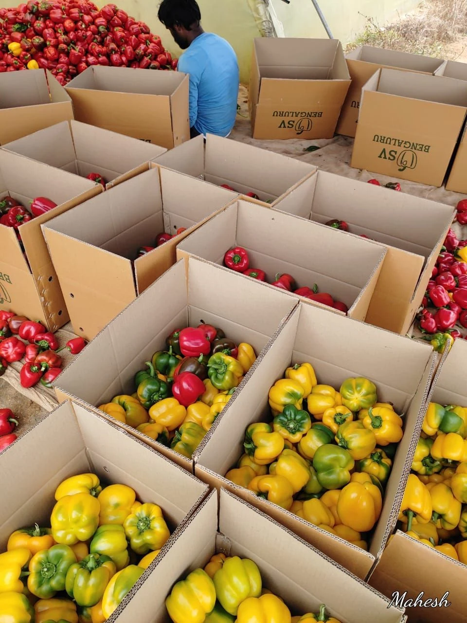 Buy All Types Of Exotic Vegetables from Vinayaka Fresh Farm, India ...