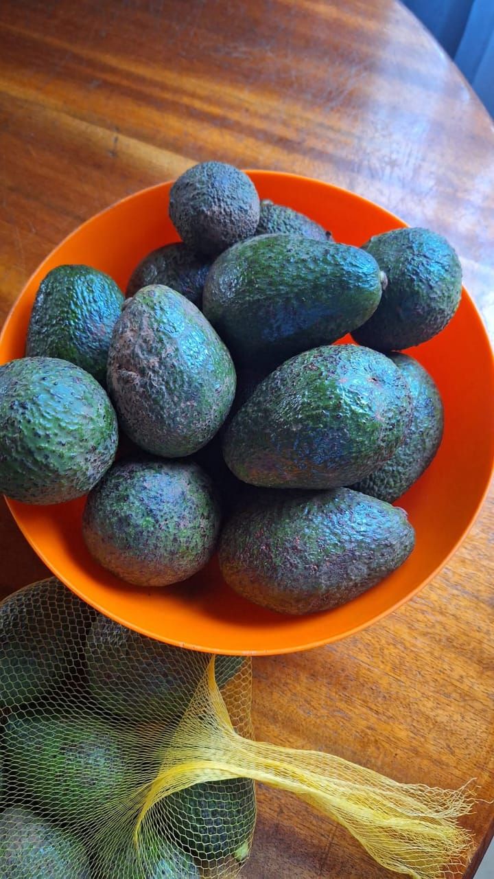 Buy Fresh Hass Avocados – Premium Quality For Export from Ariwara ...