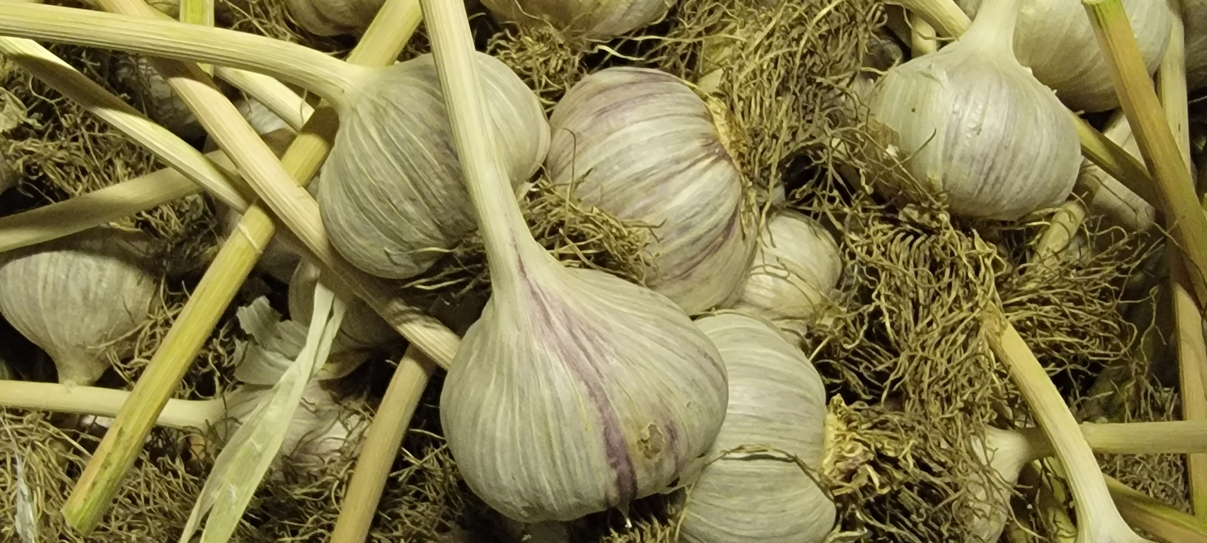 Buy Gourmet Purple Stripe Garlic from Singletary Garlic Farms, USA ...