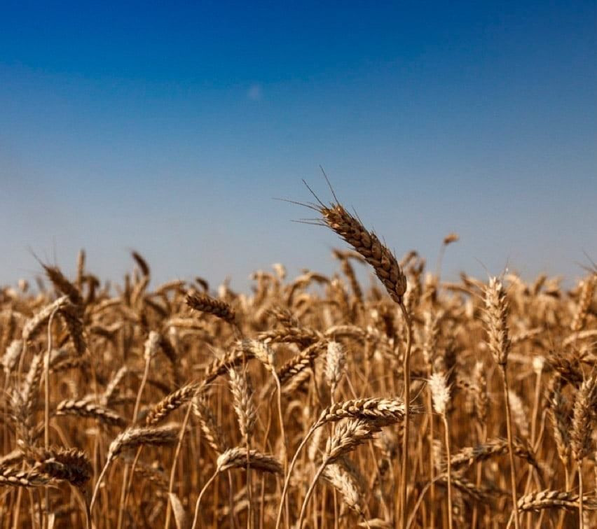 Buy Ukrainian Milling Wheat – Grade 2/3 – Food Grade – Cif from YANTAR ...