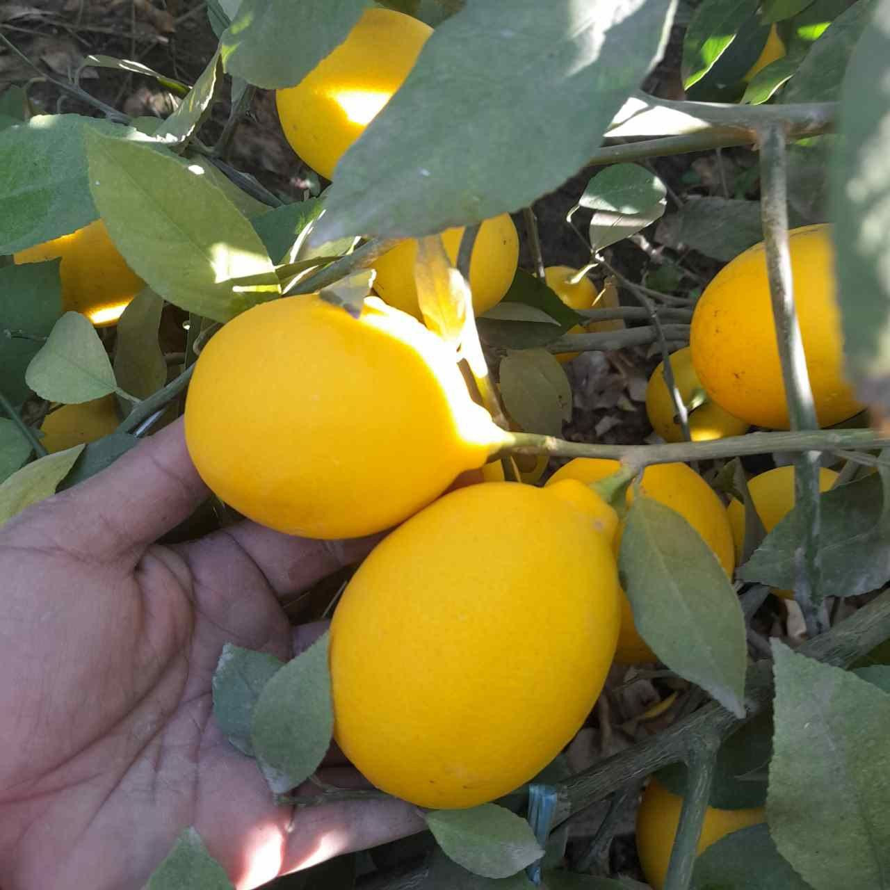 Buy Lemon from world import export trade, Uzbekistan | Tradewheel.com