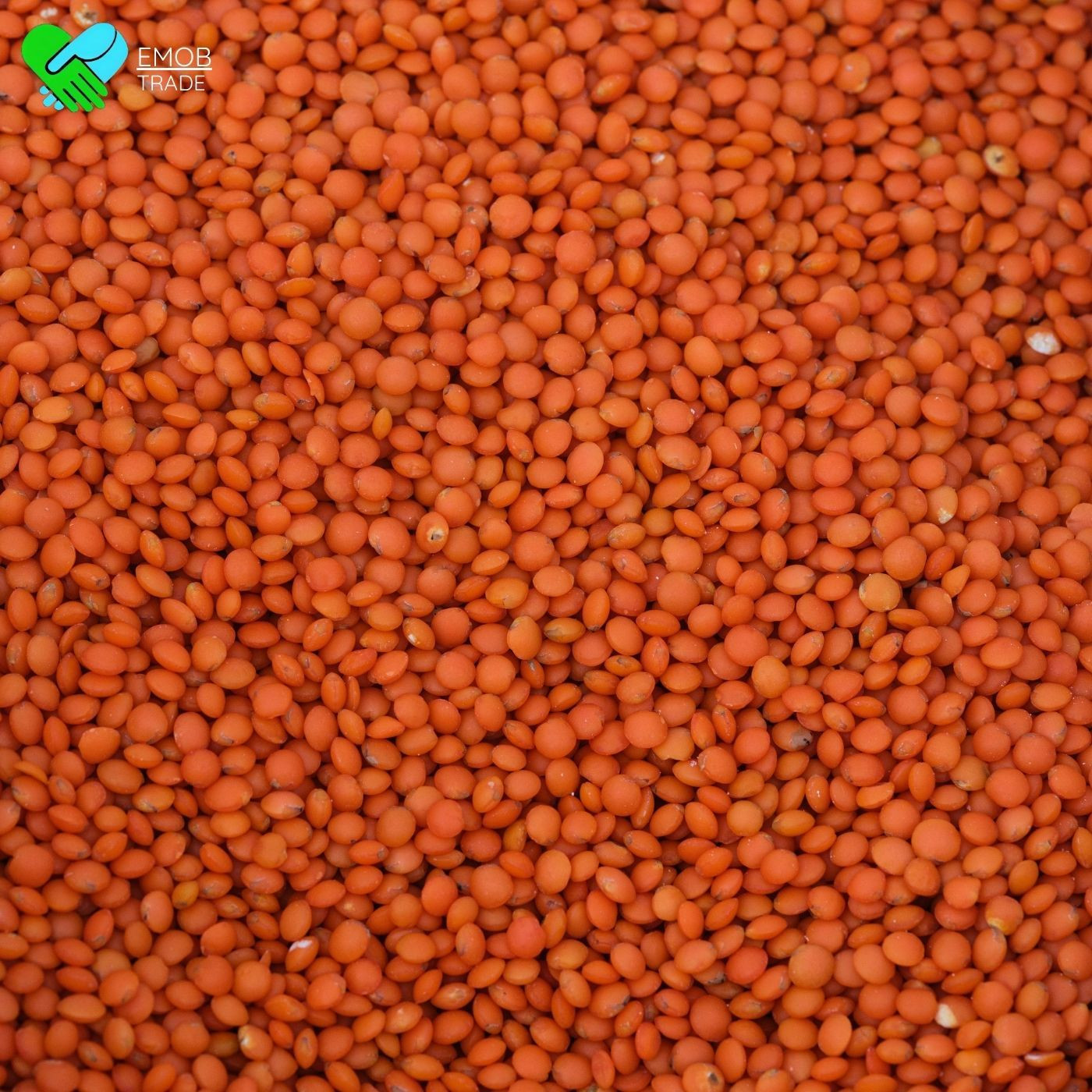 Buy Red Lentil from EMOB CONSTRUCTION TEXTILE MANUFACTURING FOOD ...