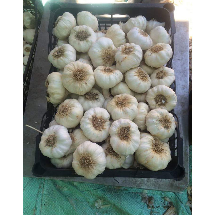 Buy Fresh White Garlic Specification Peeled Garlic Normal Snow White ...
