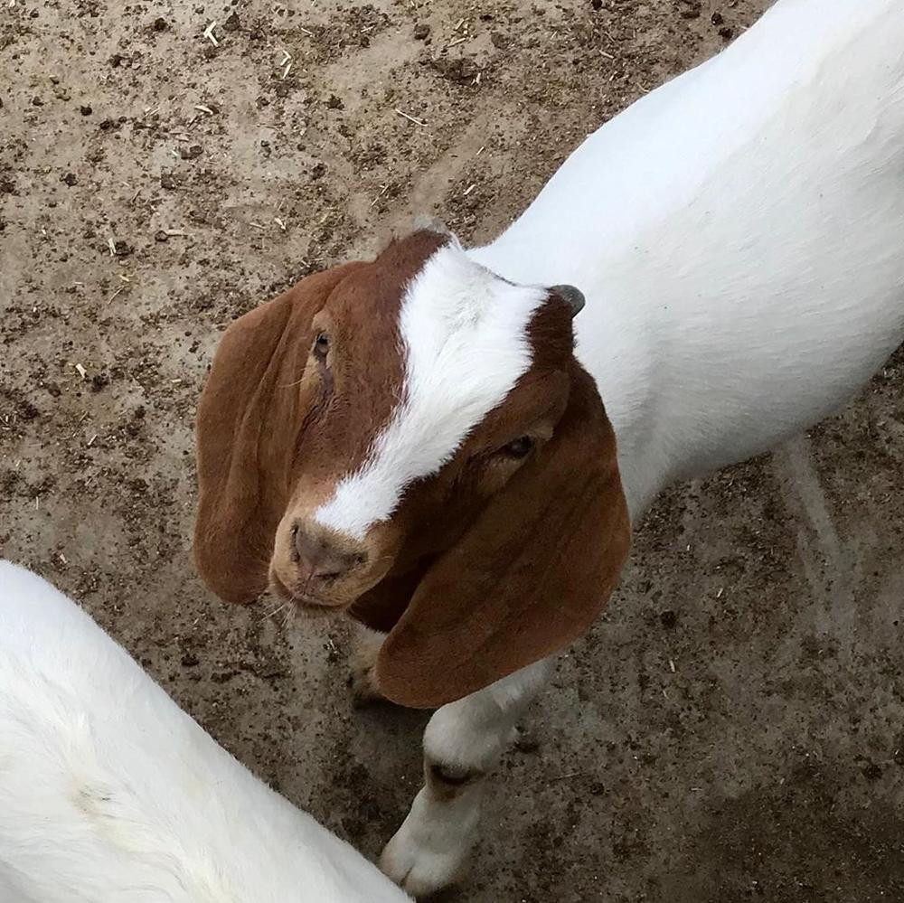 Buy Live Pure Breed Boer Goat from KOFONS BUSINESS SOLUTIONS PTY LTD ...