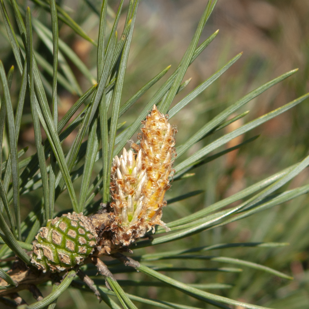 Buy Russian Natural Pine Cone Conserve Jam from Novgorod Foundation for ...