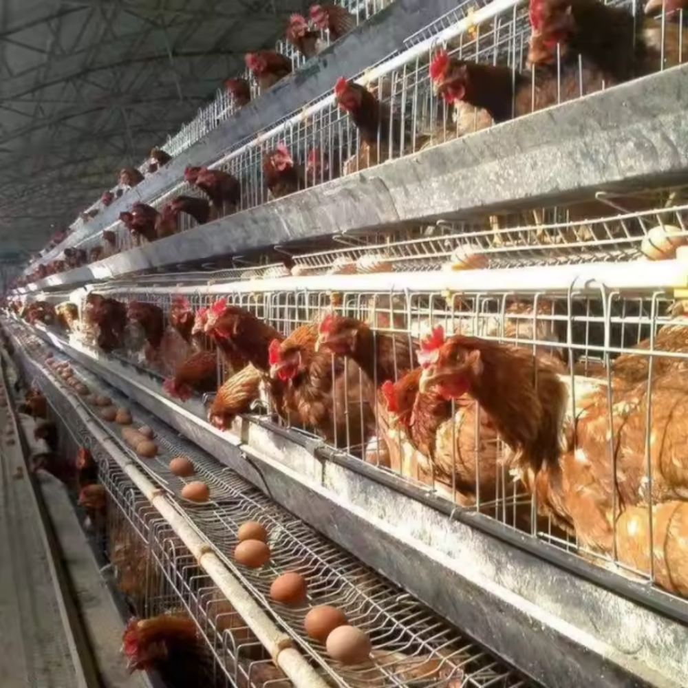 Buy 500 Chicken Breeding Automatic Laying Hen / Egg Layer Battery A ...