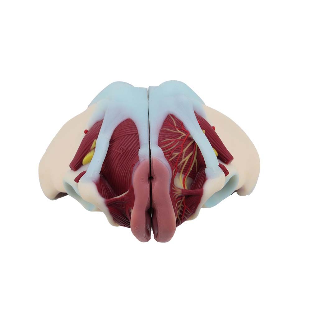 Buy Soft Simulated Female Pelvis With Muscles And Uterus Model from ...